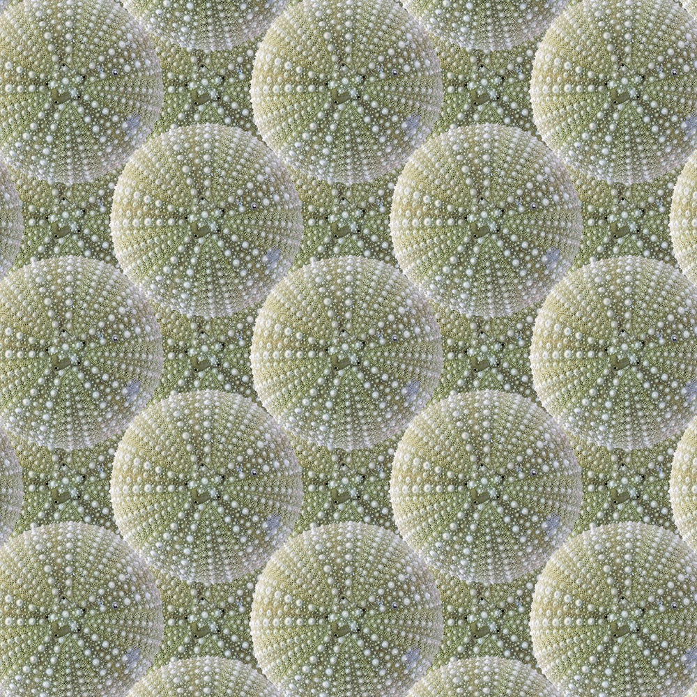 Sea Urchin Wallpaper – Fritz Porter